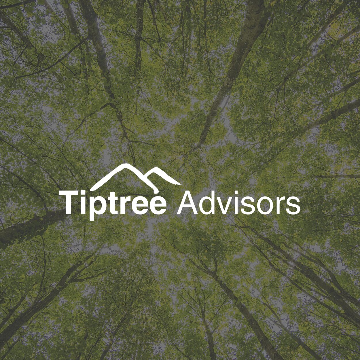 Tiptree Advisors | Rebrand